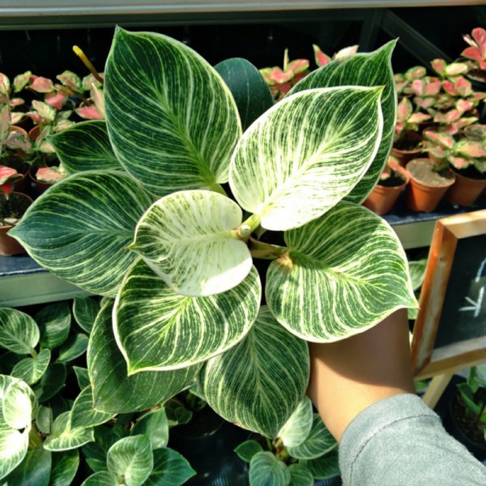 Jual pillow birkin philodendron | caladium | monstera | calathea | sri ...