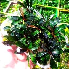 Jual bucephalandra montleyana red porsi mika | Shopee Indonesia