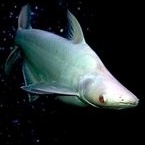 Jual ikan hias patin albino mata hitam merah ikan hias aquarium ...