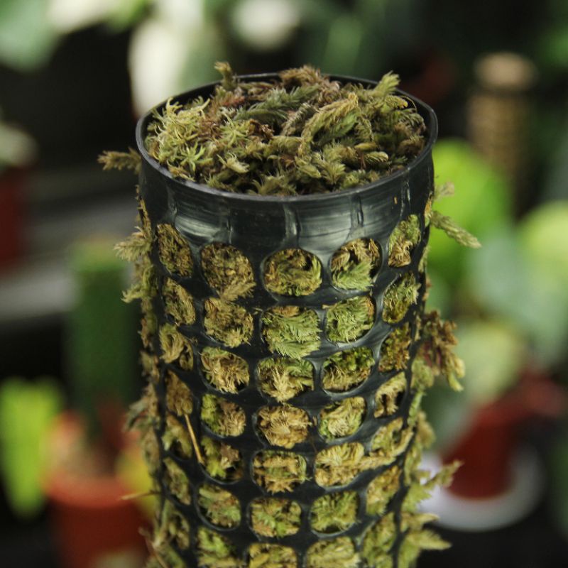 Jual Moss Pole Jumbo 1 Meter / Turus Lumut / Sphagnum Moss / Tiang ...