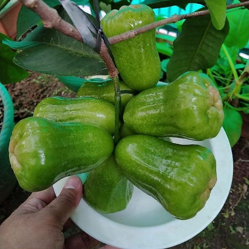 Jual bibit tanaman buah jambu air kiojok bisa di tanam dan berbuah di ...