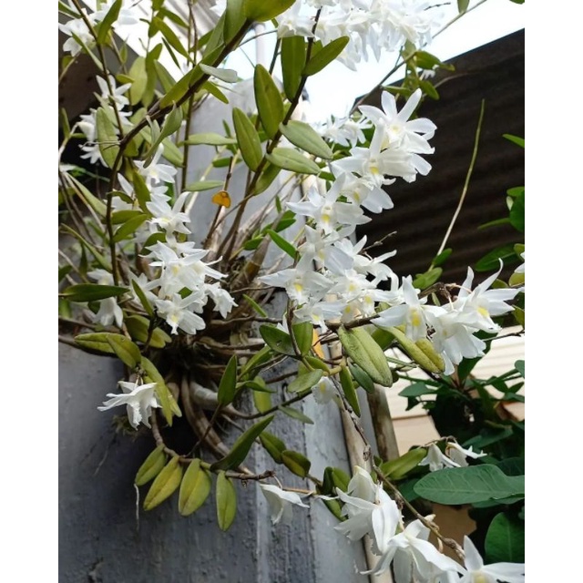 Jual Anggrek dendrobium merpati dewasa (rimbun) | Shopee Indonesia