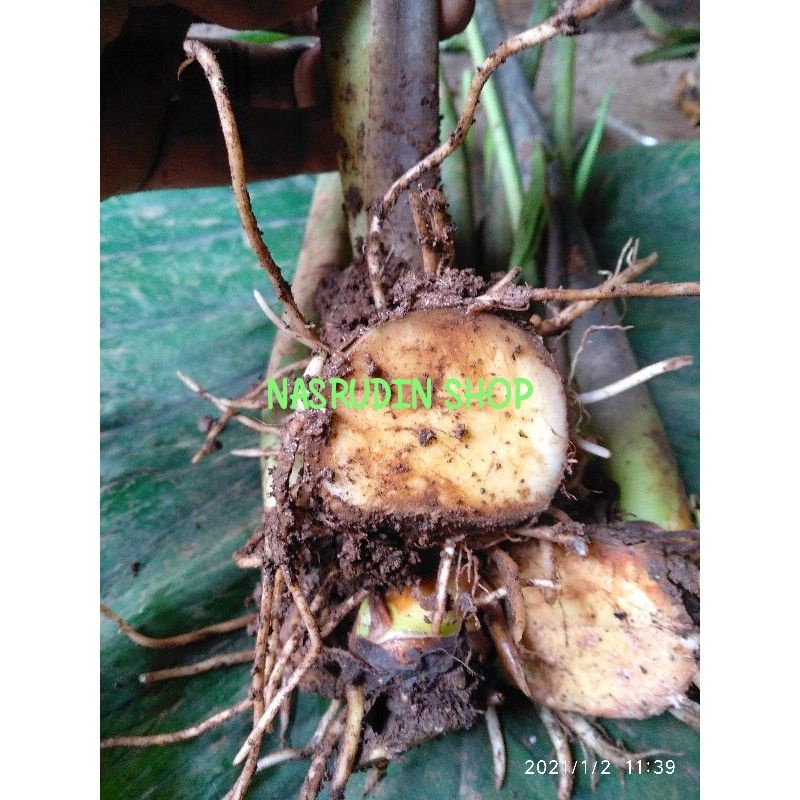 Jual BIBIT TALAS BENENG 1KG ISI 10 BONGGOL / TALAS BANTEN TALAS MENTEGA ...