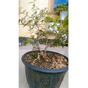 Jual Bibit Bonsai Sakura Micro / Pohon Sakura Micro | Shopee Indonesia