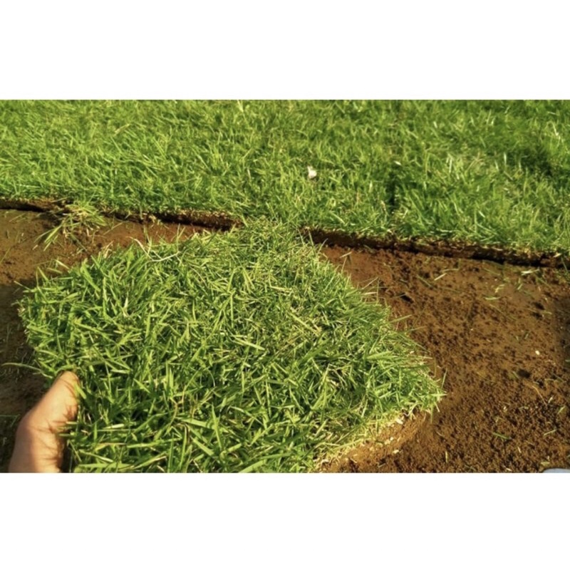 Jual Promo Rumput Jepang / Suket Jepang Ukuran 30cm x 30cm | Tanaman ...