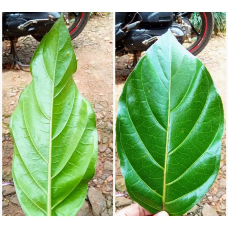 Jual Daun mengkudu atau pace segar (250gr) | Shopee Indonesia