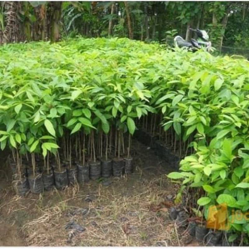 Jual Paket 100 Bibit Mahoni Pohon Kayu Mahoni Benih Mahoni Kualitas ...