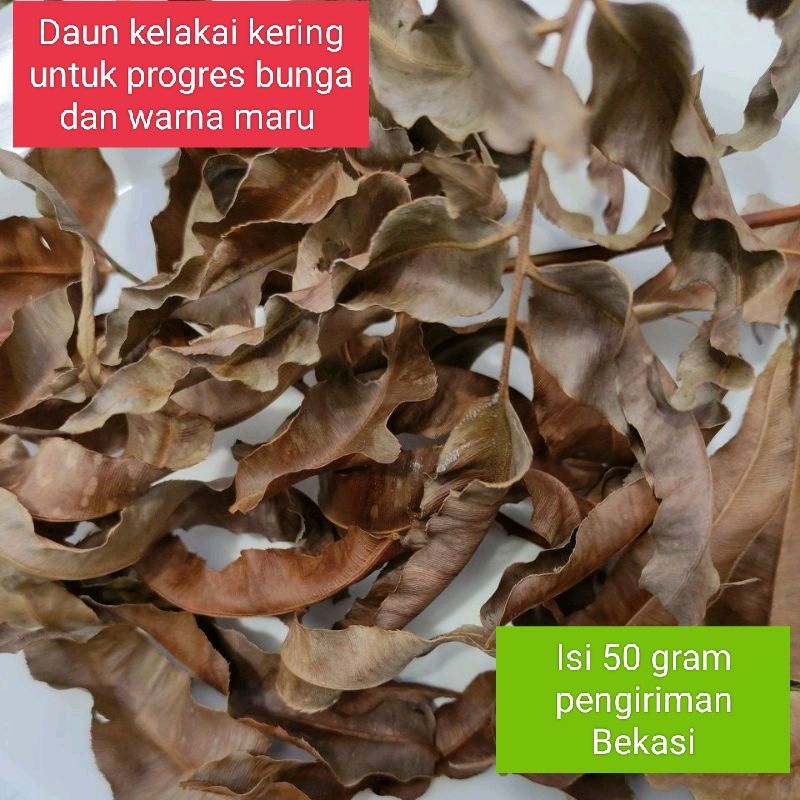 Jual Daun Kelakai kering Kalimantan treatment Bunga chana | Shopee ...