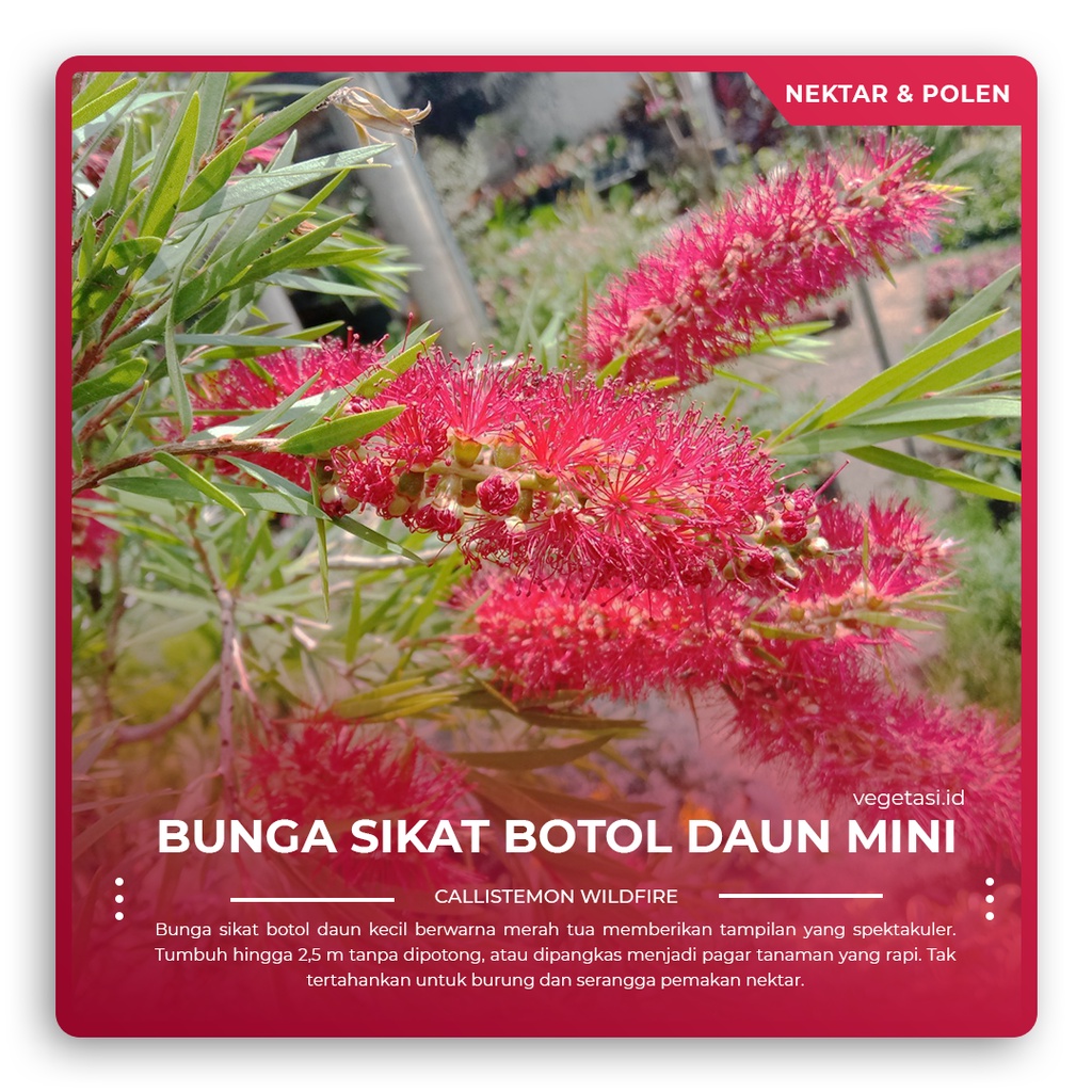 Jual Bibit Bunga Sikat Botol Merah Daun Mini / Callistemon Viminalis ...