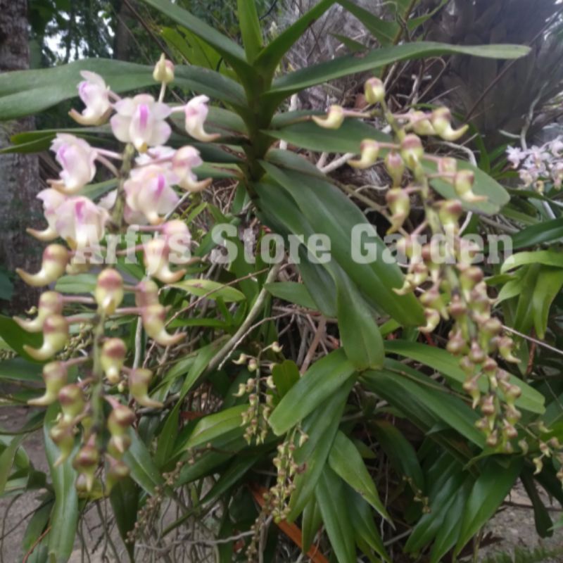 Jual Anggrek Kuku Macan , Tanaman Hias Bunga anggrek Hutan | Shopee ...