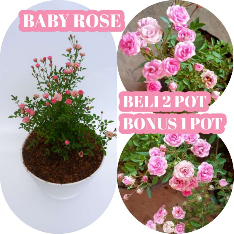 Jual BIBIT MAWAR BABY WARNA RANDOM | Shopee Indonesia