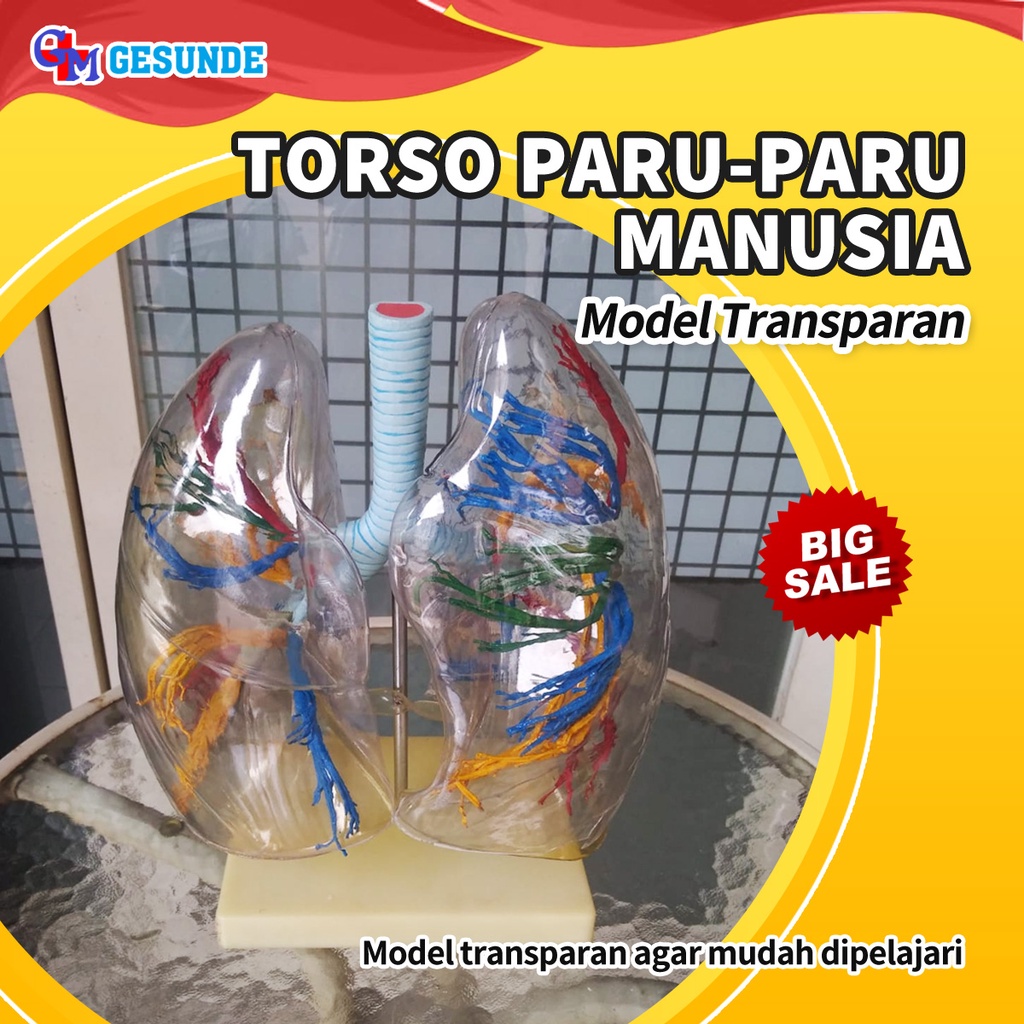 Jual Torso Organ Tubuh Paru-Paru Transparan/Alat Peraga Pernapasan Paru ...