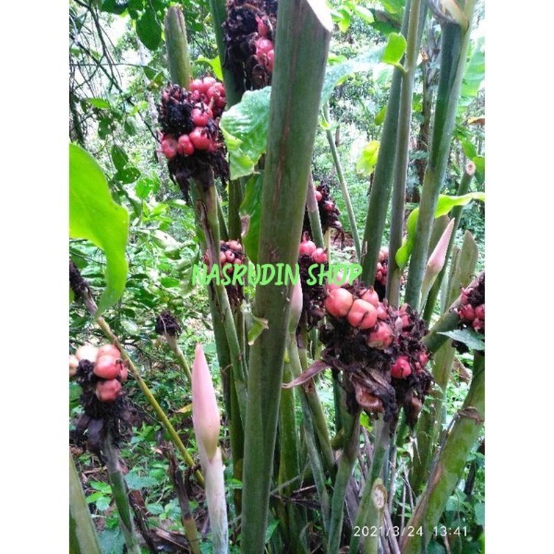 Jual BIBIT KECOMBRANG PAKET 3 BATANG / KCOMBRANG MERAH / COMBRANG ...