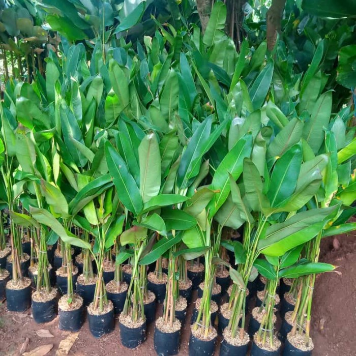 Jual Pisang Betet Tanaman Pisang-pisangan Hias unik dan cantik FF11 ...