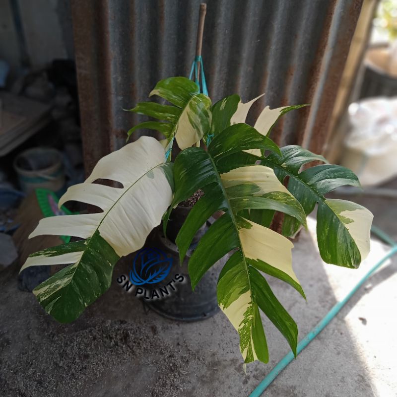 Jual tanaman hias monstera epipremnum pinantum varigata white/putih ...