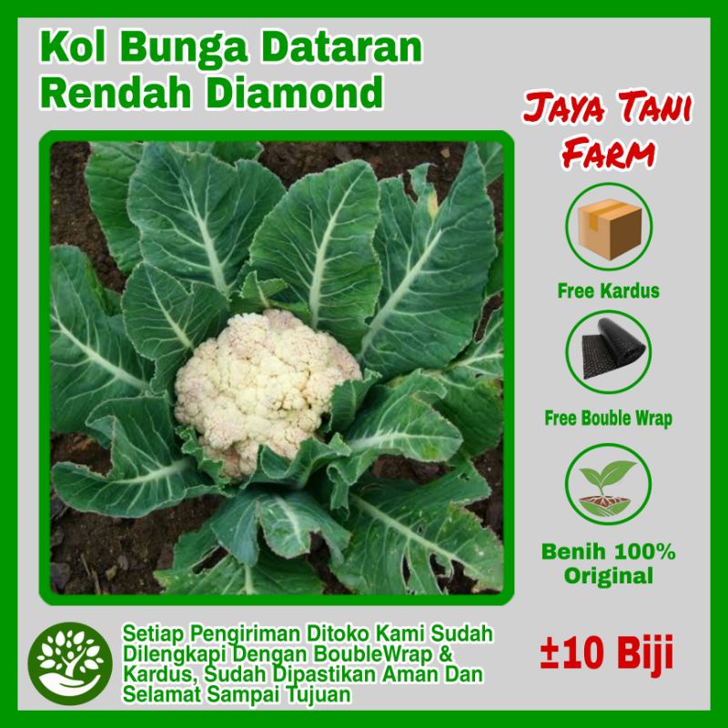 Jual 10 Biji Benih Kol Bunga Dataran Rendah Diamond Unggulan / Bibit ...