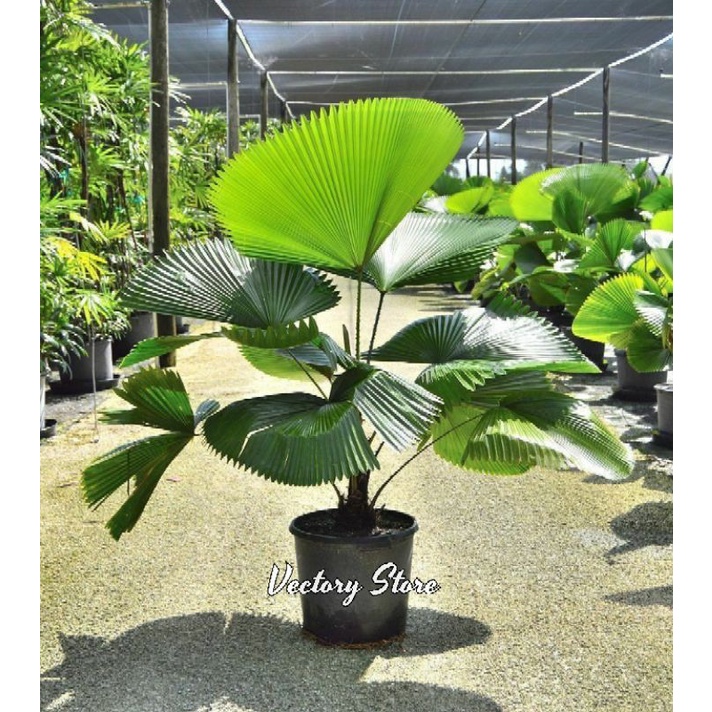 Jual Tanaman Hias Palem Kipas | Pohon Palm Kol Sudah Rimbun Bisa ...