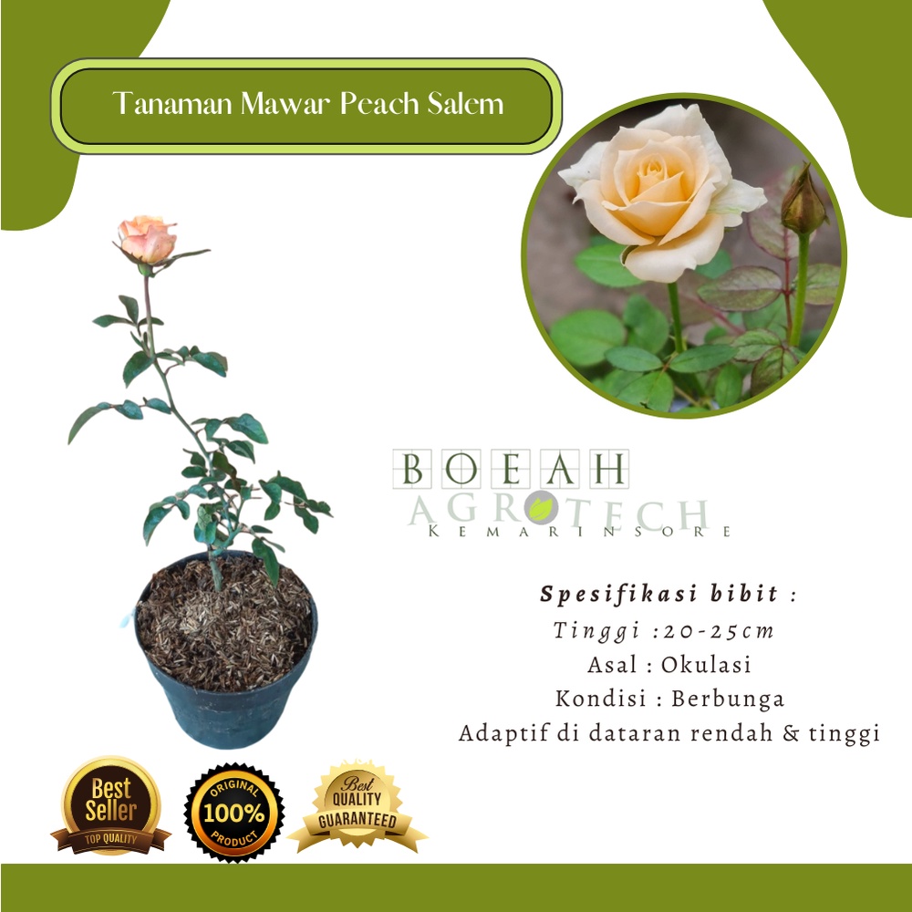 Jual Bibit Tanaman Bunga Mawar Ecer Warna Sudah Berbunga Bisa Pilih ...