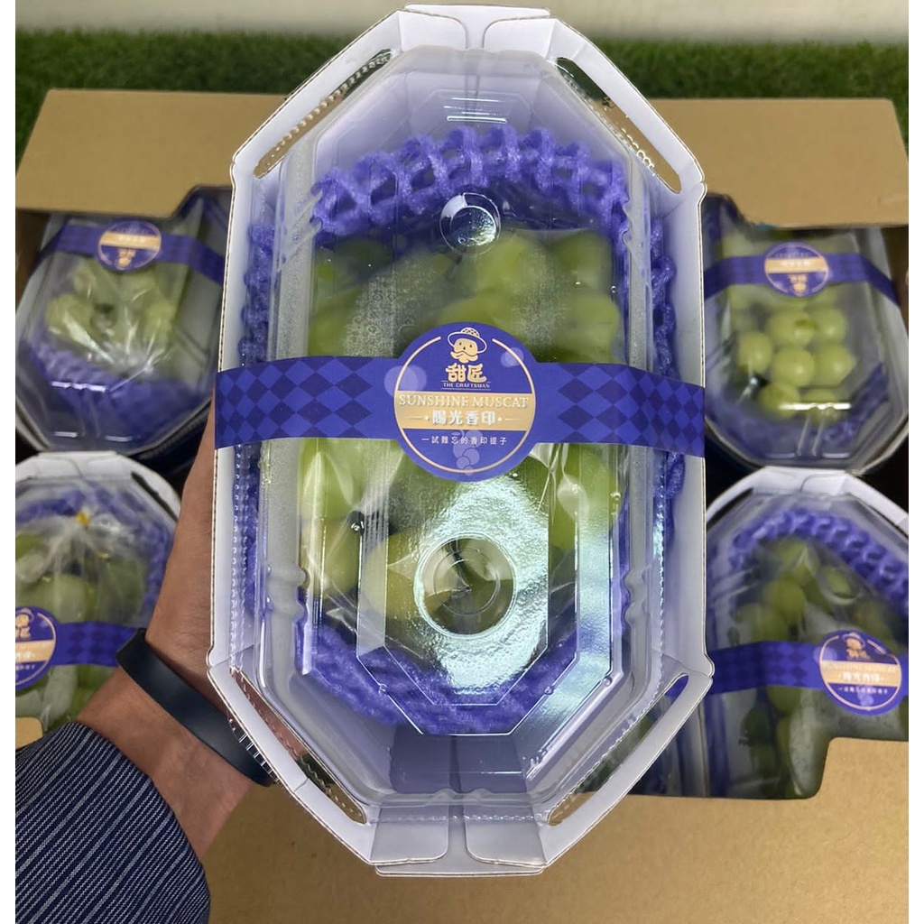 Jual Anggur Hijau Tanpa Biji SHINE MUSCAT Bibit Jepang Green Seedless ...
