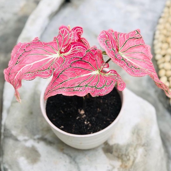 Jual Caladium batik/ Tanaman Hias batik wayang/ batik wayang/ Tanaman ...