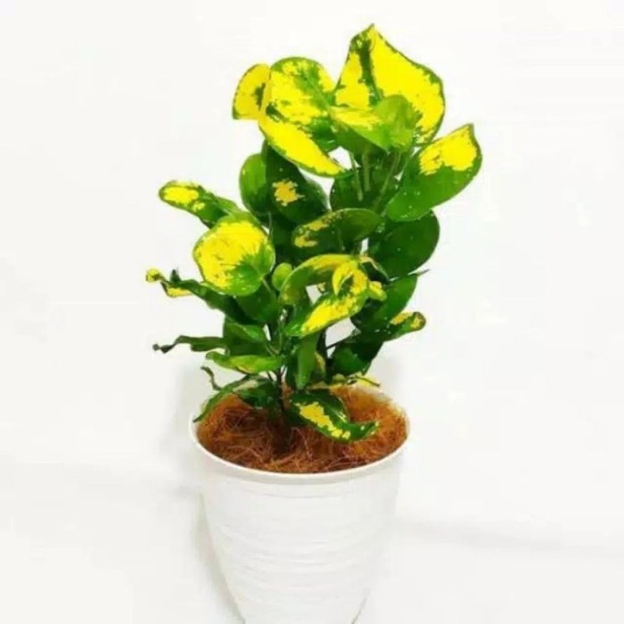 Jual Tanaman Hias Puring Apel Andromeda / Pohon Puring Apel Kuning EE44 ...