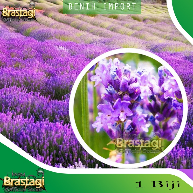 Jual FBTG - 20 Benih Bibit Biji - Bunga Lavender Thumbelina Leigh ...