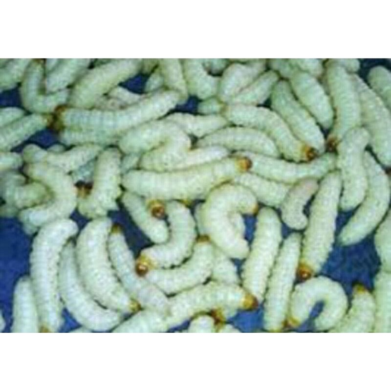 Jual ULAT BAMBU HIDUP SUPER JUMBO/BUMBUNG/CANGKILUNG/CILUNG isi 10 ekor ...