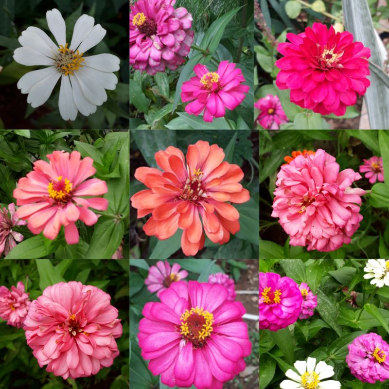 Jual Bibit bunga Zinia campuran semua warna 50 butir, dan mix ada ...