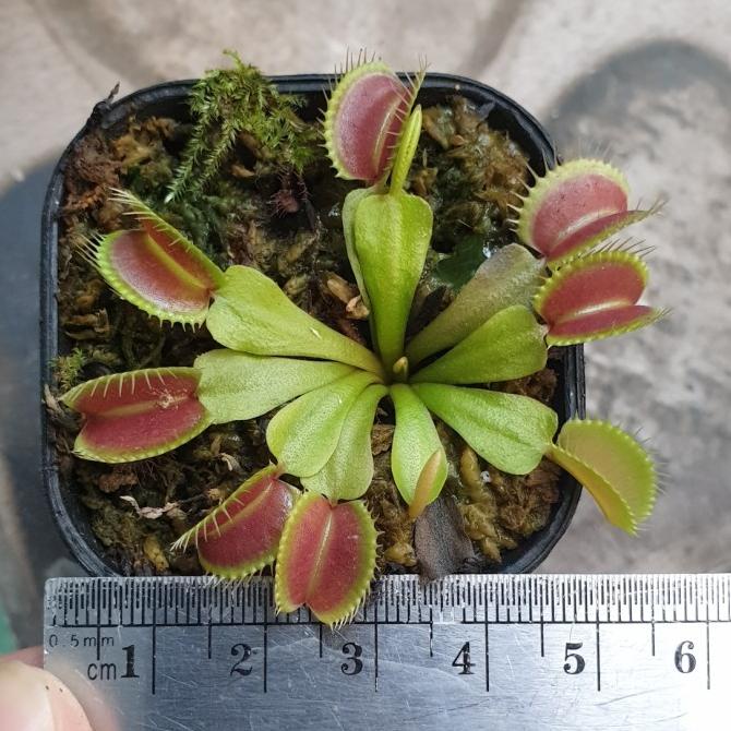 Jual tanaman hias Venus flytrap VFT Ultra Big Traps 5cm | Shopee Indonesia