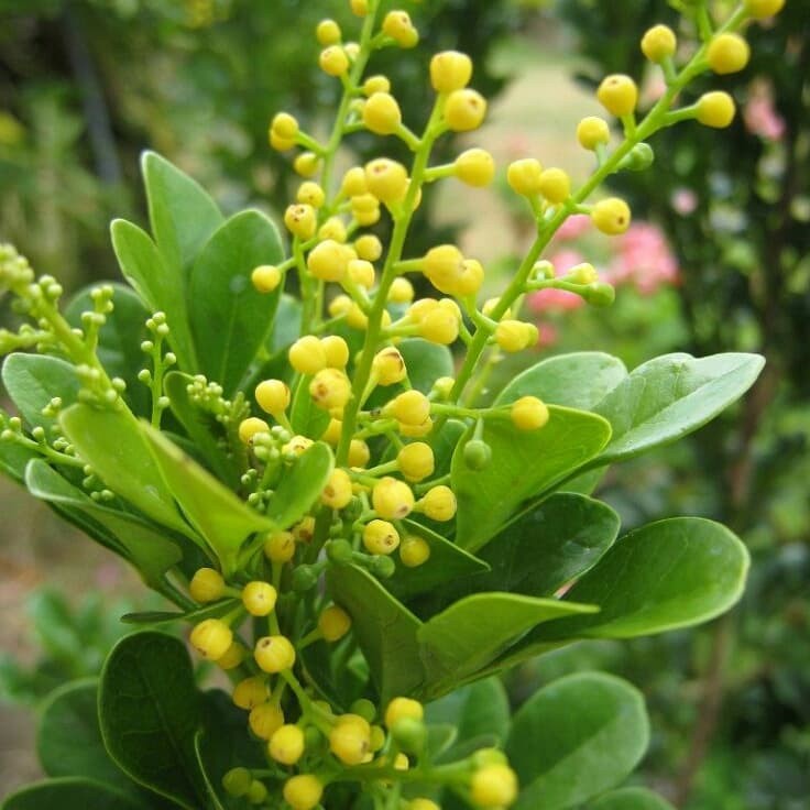 Jual Pohon Pacar Cina / Bunga Culan / Pacar Culan / Kemuning cina ...