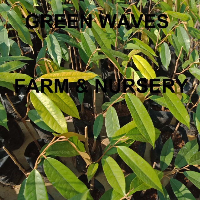 Jual BIBIT DURIAN MUSANG KING/RAJA KUNYIT (D197) 40 CM - 50 CM | Shopee ...