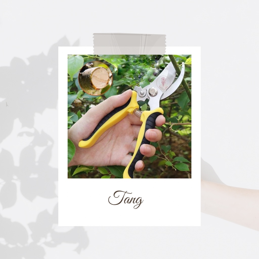 Jual GUNTING BUNGA MODEL TANG BUNGA DAHAN POHON BATANG BUNGA ASLI ...