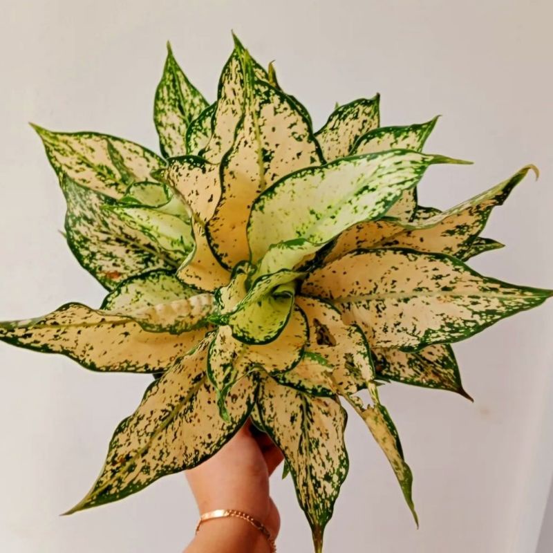 Jual Aglonema siam paragon (Tanaman hias aglaonema siam paragon ...