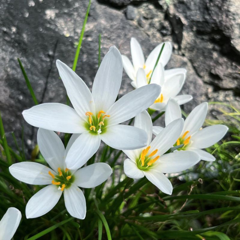 Jual Tanaman hias Lili hujan / bunga coklat / herbal bawang Sebrang ...