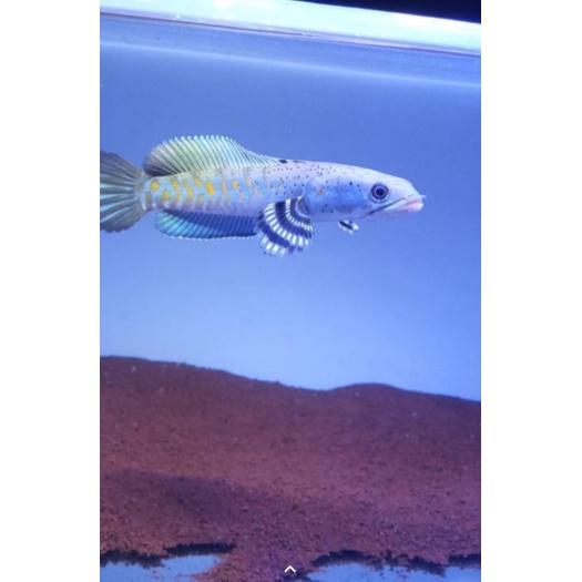 Jual Channa blue pulchra size 8-11cm ikan flaring tangan dan kaca ...