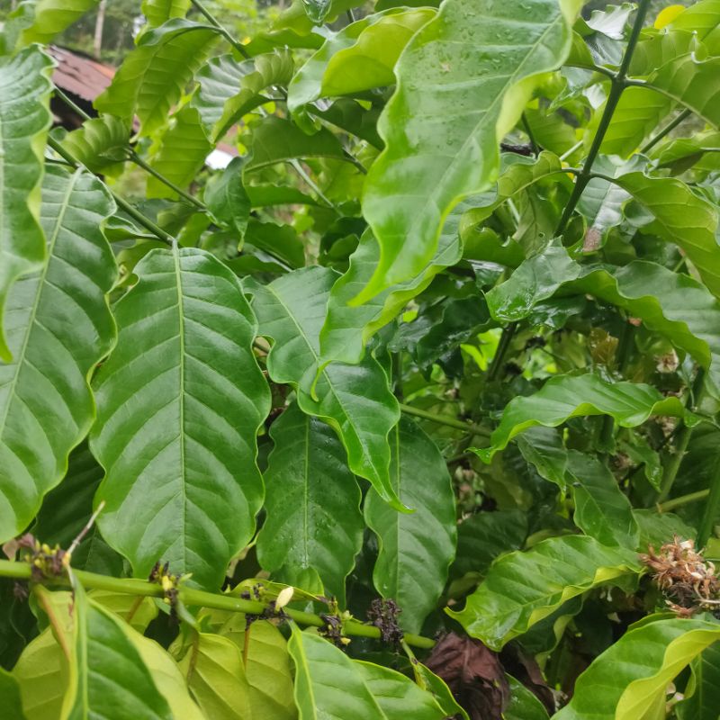 Jual Daun kopi Arabika segar, per helai daun | Shopee Indonesia