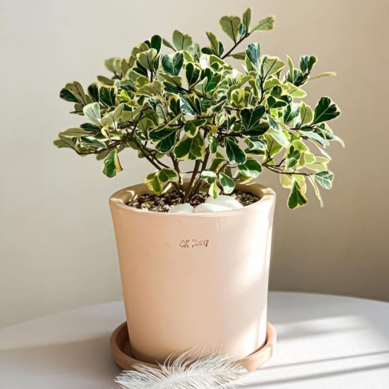 Jual Triangle Fig Ficus Triangularis Sweetheart Variegated | Indoor ...