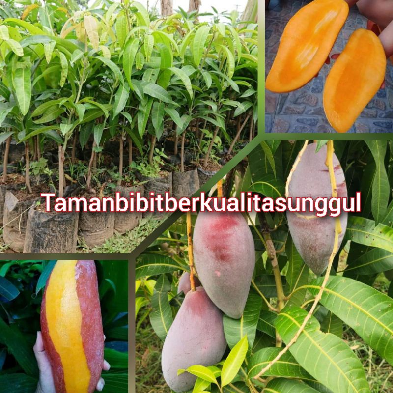 Jual Bibit tanaman mangga red ivory super tinggi 1 | Shopee Indonesia