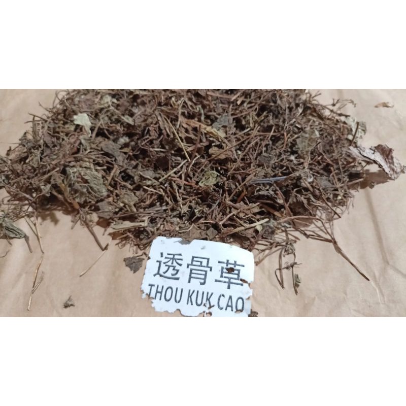 Jual 300 G GR GRAM 透骨草 TOU GU CAO PHRYMA LEPTOSTACHYA | Shopee Indonesia