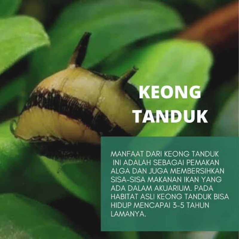 Jual keong tanduk pembersih alga Keyong Tandukk Hiasan Aquascape ...