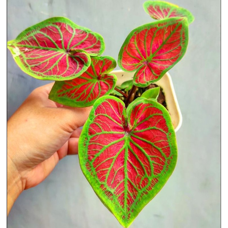 Jual Caladium Tambuna 1-3 Daun Tanaman Keladi Hias Murah Impor Thailand ...