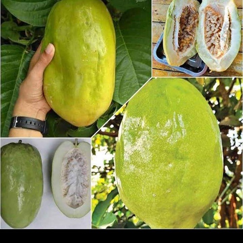 Jual Bibit Markisa Jumbo erbis | Shopee Indonesia