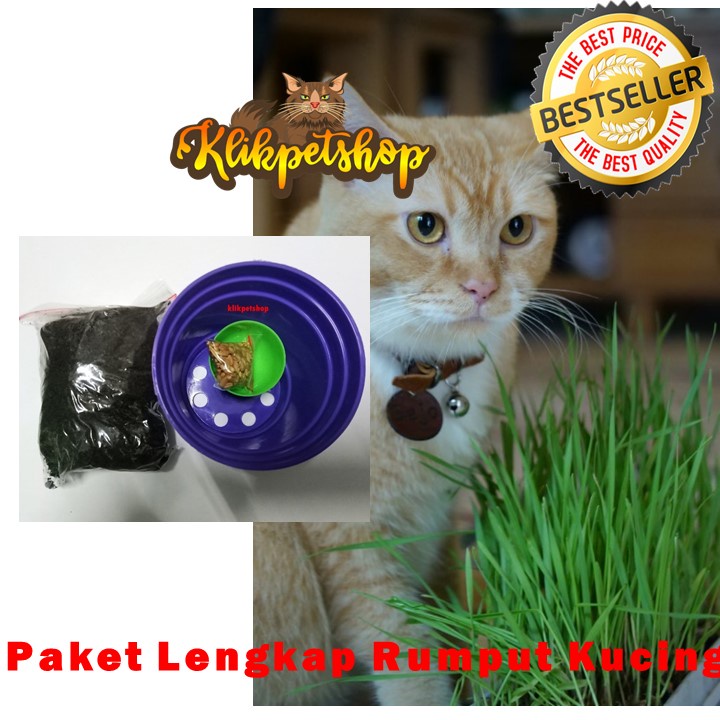 Jual Paket Rumput Kucing Cat Grass wheatgrass rumput benih gandum ...
