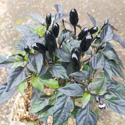 Jual Cengek hitam - Cabe rawit hitam | Shopee Indonesia