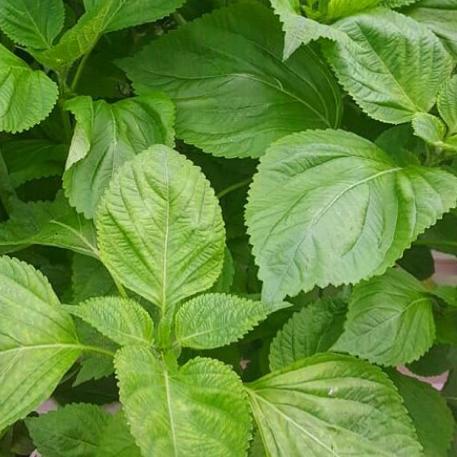 Jual Daun Wijen Korea Korean Bbq Perilla Shiso Sesame Leaf Kkaennip ...