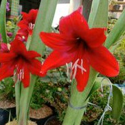 Jual Tanaman Hias Bunga Amarilis Red/Bunga Terompet | Shopee Indonesia