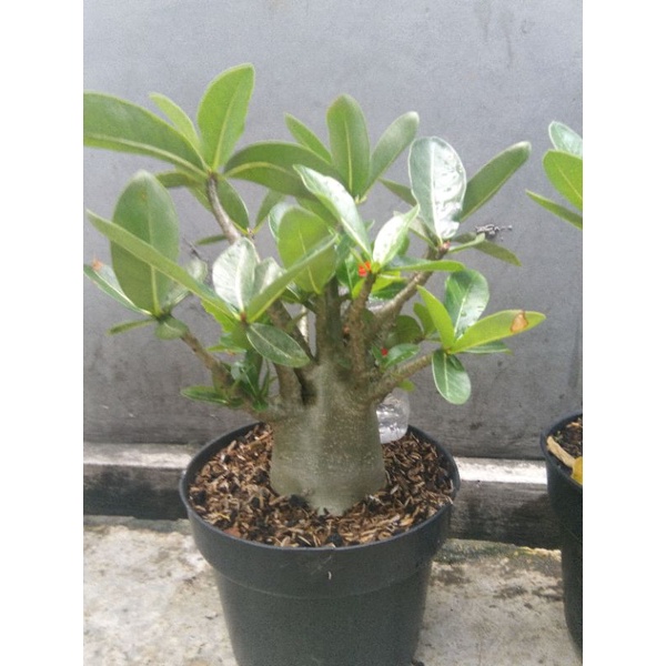 Jual adenium arabicun rcn gogji Thai soco | Shopee Indonesia