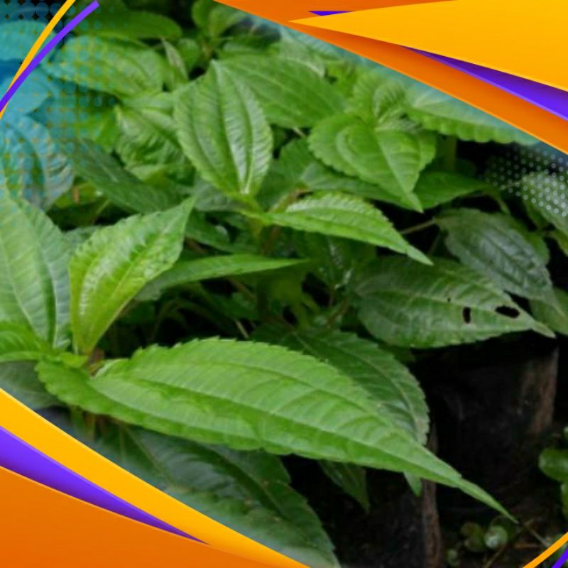 Jual daun pohpohan 500grm | Shopee Indonesia