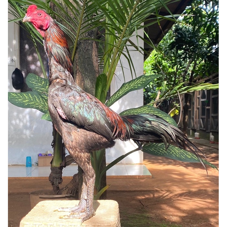 Jual Ayam import Thailand | Shopee Indonesia