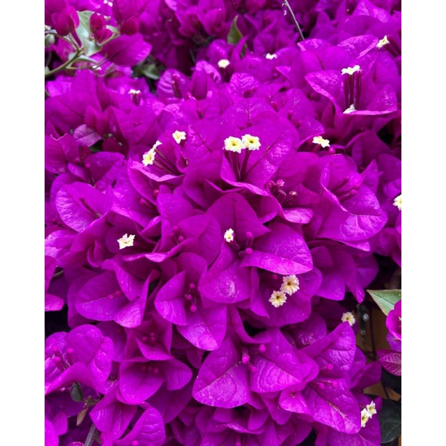 Jual Tanaman hias bunga kertas ungu / bogenvil purple / bunga bogenpil ...